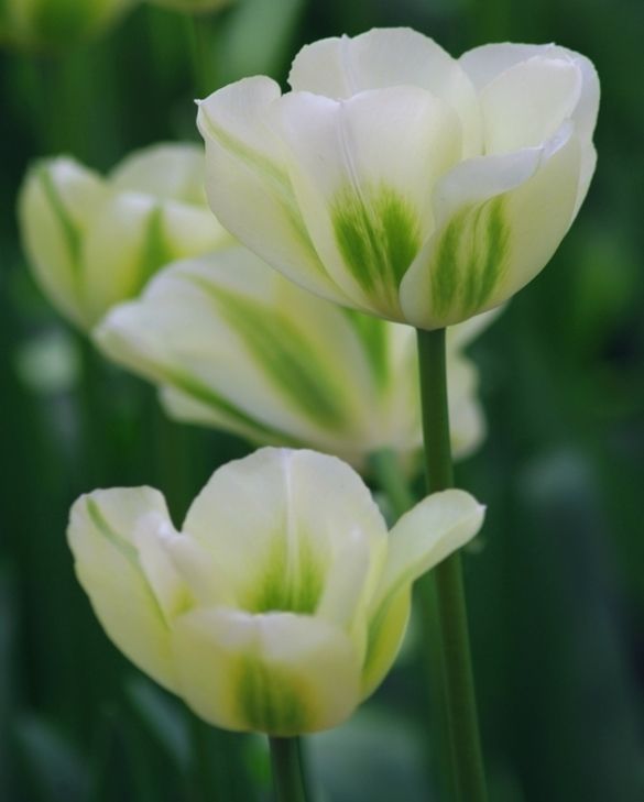Tulip Spring Green