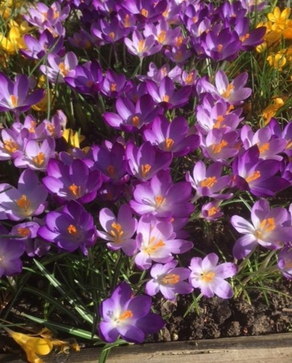 Crocus Tommasinianus | Peter Nyssen Flower Bulbs and Plants