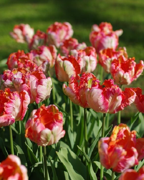 Tulip Apricot Parrot