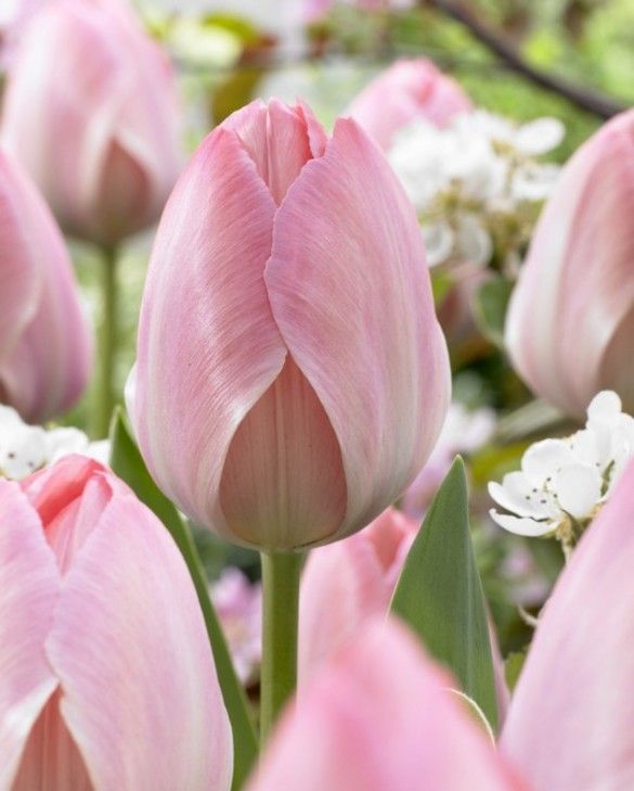 Tulip Mystic van Eijk
