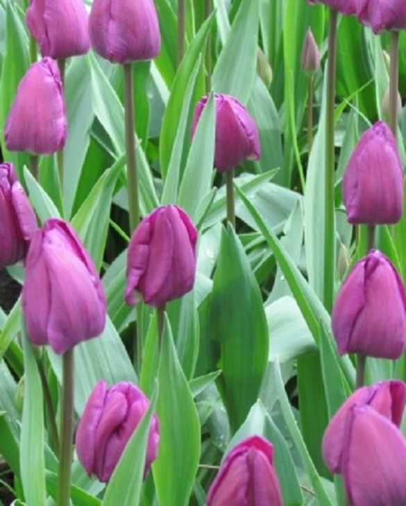 Tulip Negrita 11/12 cm Bulb | Peter Nyssen | Buy Flower Bulbs and ...