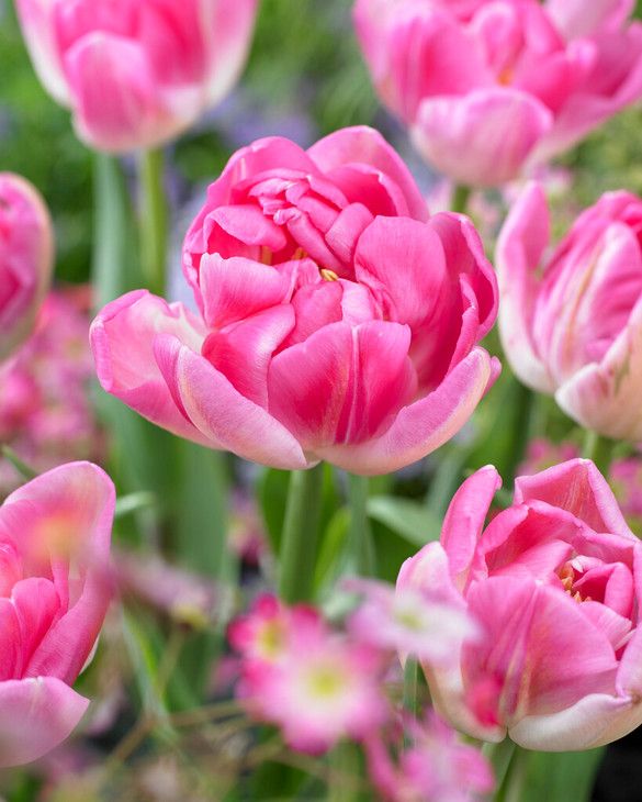 Tulip Candy Time from Peter Nyssen flower bulbs and plants