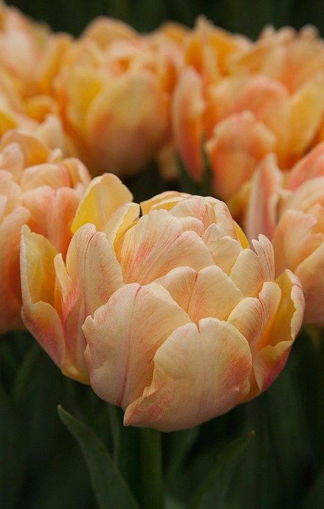 Tulip Foxy Foxtrot