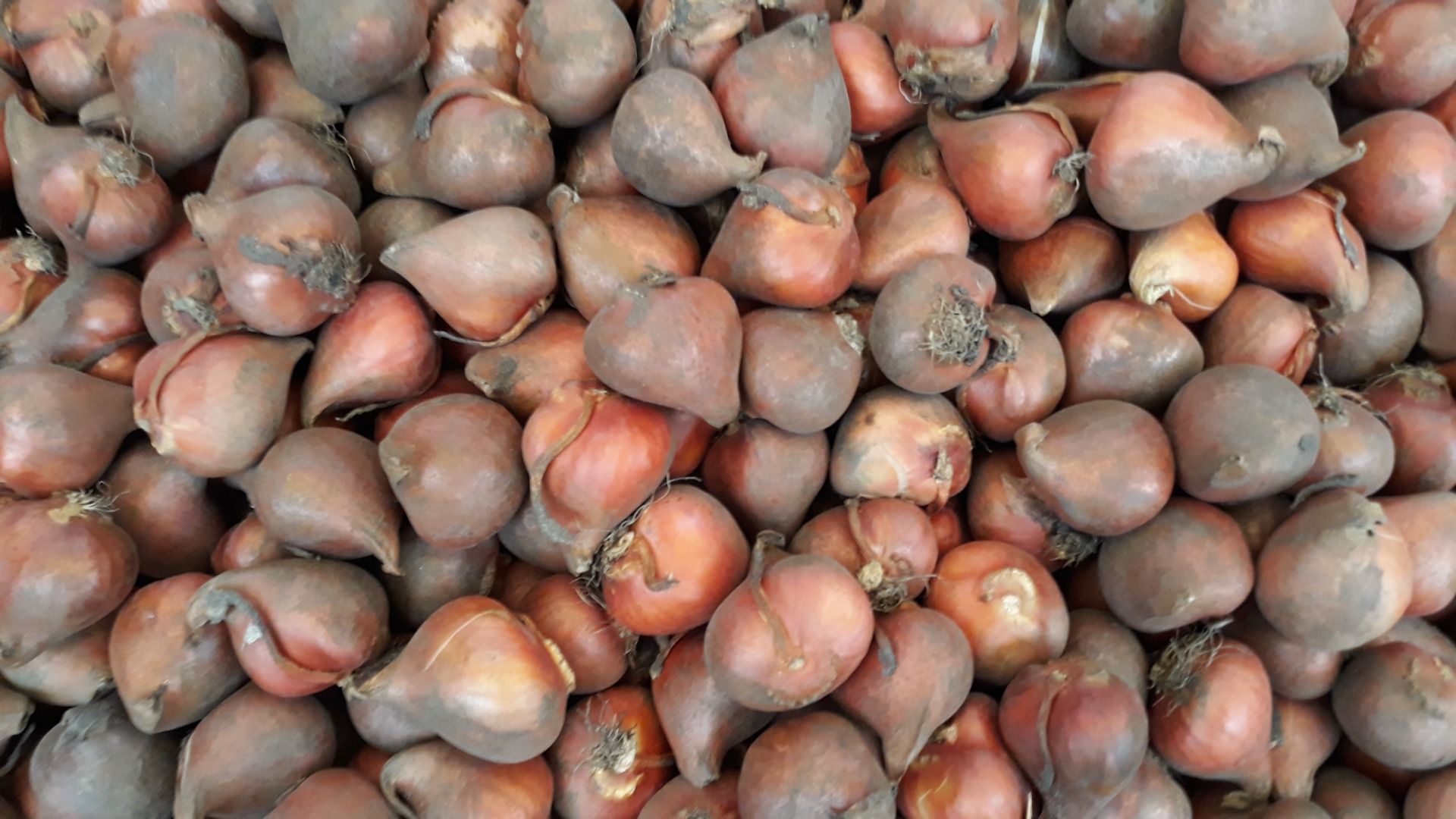 Tulip Exotic Emperor (White Valley) | Peter Nyssen Flower Bulbs and ...