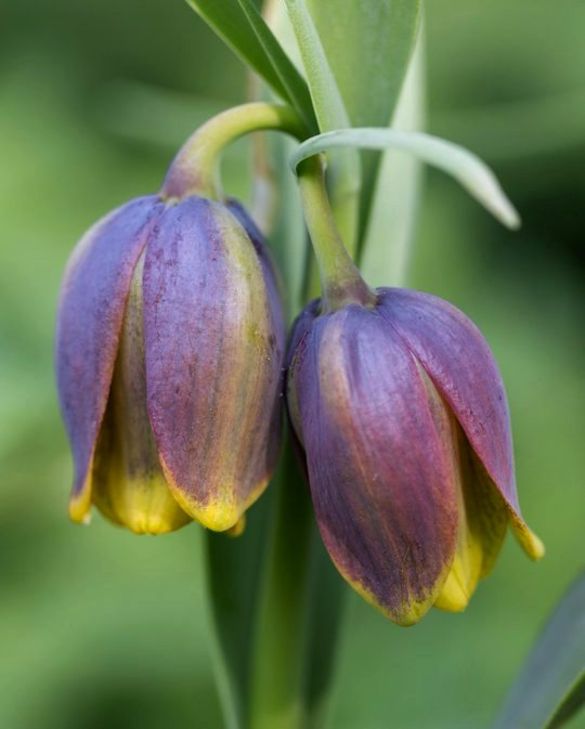 Fritillaria Uva Vulpis Bulb | Peter Nyssen | Buy Flower Bulbs and ...