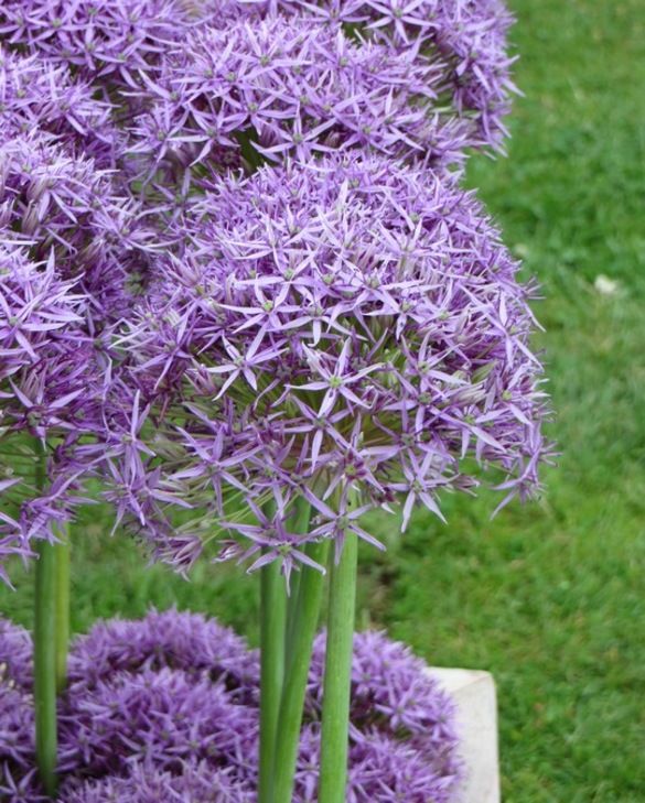 Allium Violet Beauty (Stipitatum)