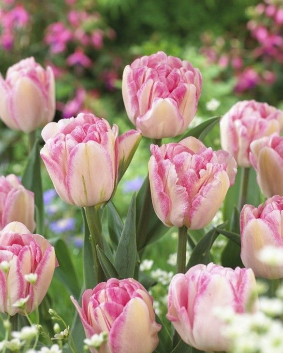 Pink Delight Tulip Collection