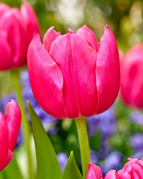 Tulip Queen Jewel from Peter Nyssen flower bulbs and plants