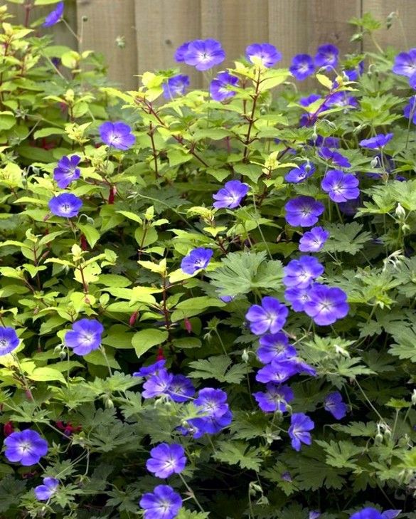 Geranium Rozanne ® (Gerwat) Bulb | Peter Nyssen | Buy Flower Bulbs and ...