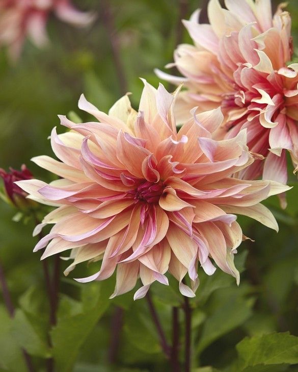Dahlia Labyrinth