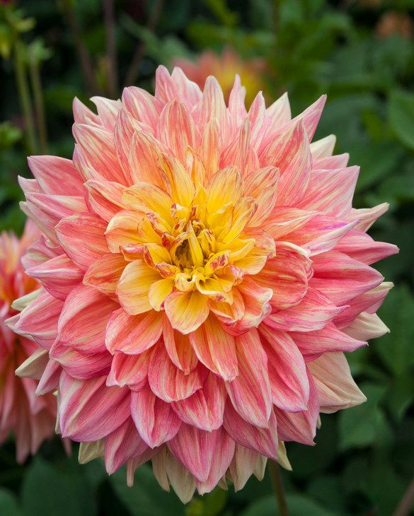 Dahlia Wanda's Aurora |Peter Nyssen Bloembollen en Planten Online