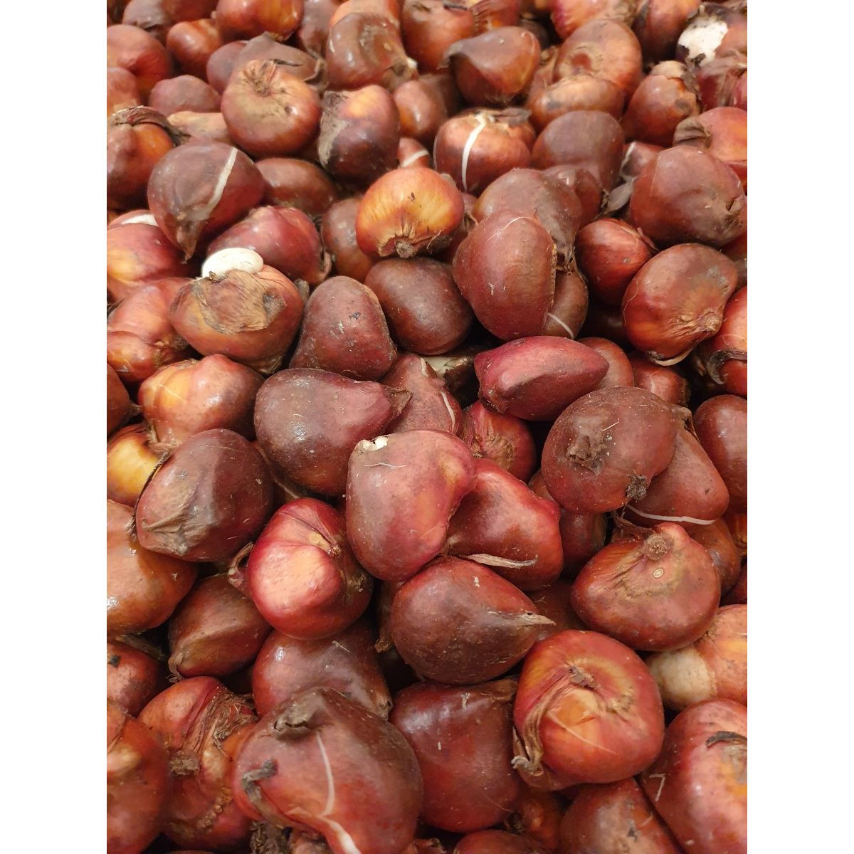 Tulip Jimmy Bulbs | Peter Nyssen | Buy Flower Bulbs and Plants Online