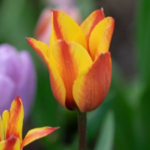 Flower Bulb Collections | Garden Bulbs | Peter Nyssen