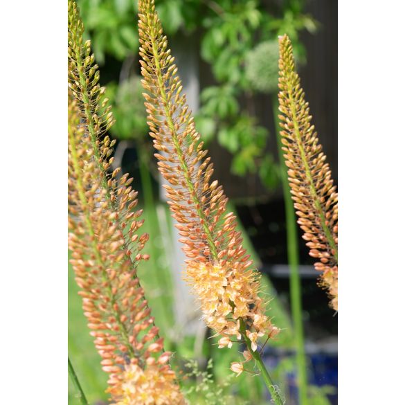 Eremurus Cleopatra Bulbs | Peter Nyssen | Buy Flower Bulbs and Plants ...
