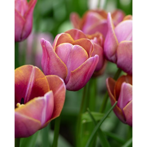 Tulip Blue Heaven Bulbs | Peter Nyssen | Buy Flower Bulbs and Plants Online