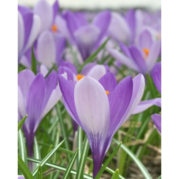 Crocus Yalta Bulbs | Peter Nyssen | Buy Flower Bulbs and Plants Online