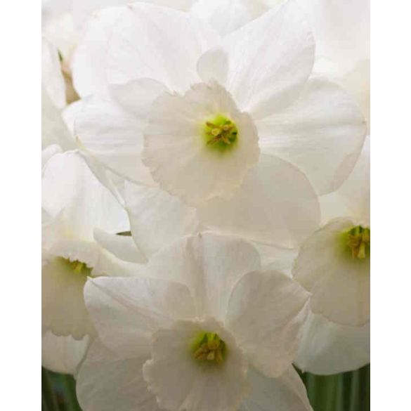 Narcissus Stainless Bulbs | Peter Nyssen | Buy Flower Bulbs and Plants ...