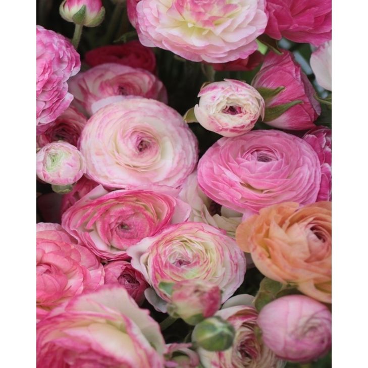 Ranunculus Aviv Picotee Pink Bulbs | Peter Nyssen | Buy Flower Bulbs ...