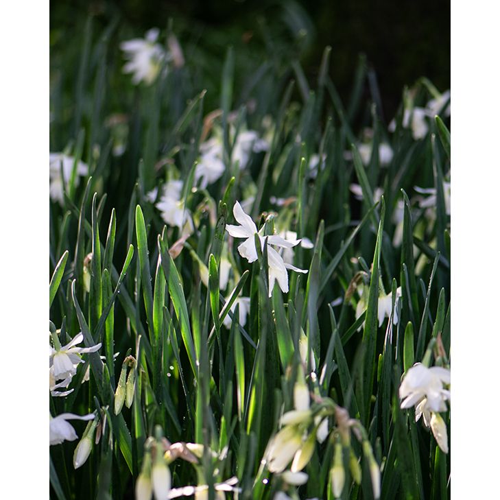 Narcissus Thalia Bulb | Peter Nyssen | Buy Flower Bulbs and Plants Online