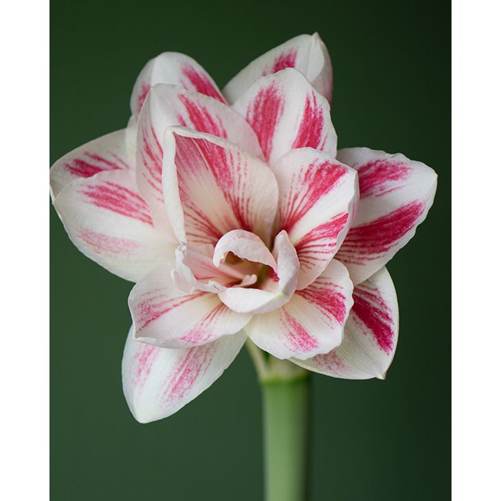 Amaryllis Hippeastrum Aquaro Bulbs | Peter Nyssen | Buy Flower Bulbs ...