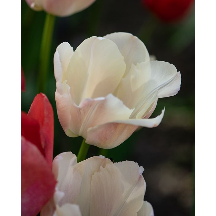 Tulip Apricot Pride Bulbs | Peter Nyssen | Buy Flower Bulbs and Plants Online