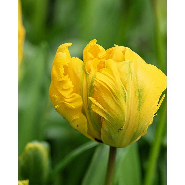 Tulip Parrot Mixture Bulbs | Peter Nyssen | Buy Flower Bulbs and Plants Online