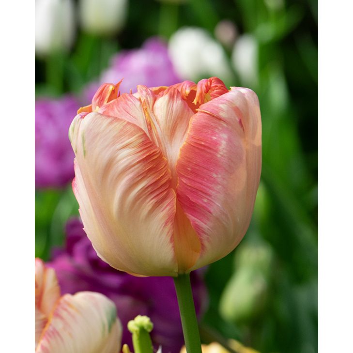 Tulip Apricot Parrot Bulbs | Peter Nyssen | Buy Flower Bulbs and Plants Online