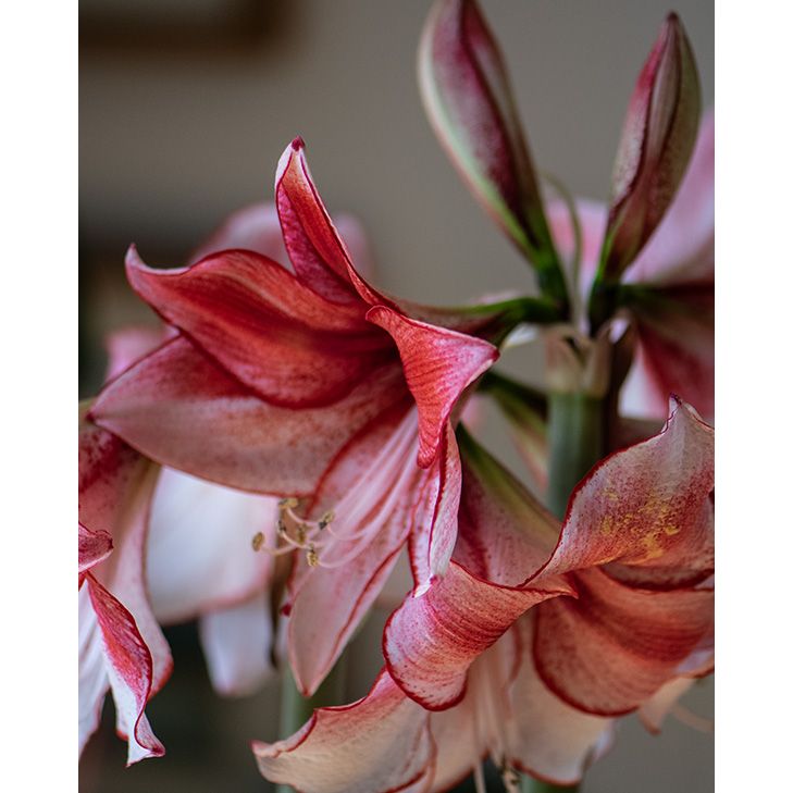 Amaryllis (Hippeastrum) Charisma