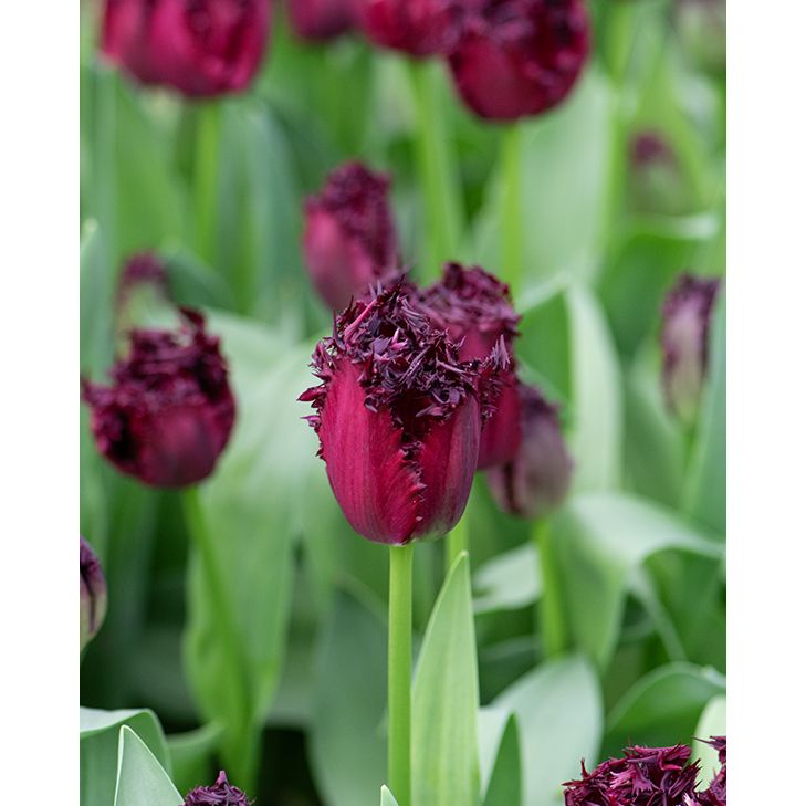 Tulip Labrador Bulb | Peter Nyssen | Buy Flower Bulbs and Plants Online