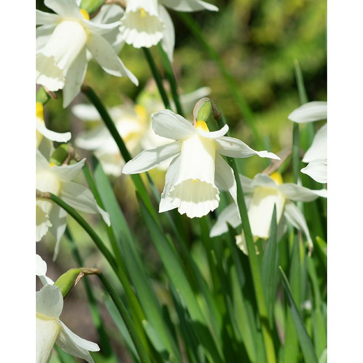 Narcissus Elka Bulb | Peter Nyssen | Buy Flower Bulbs and Plants Online