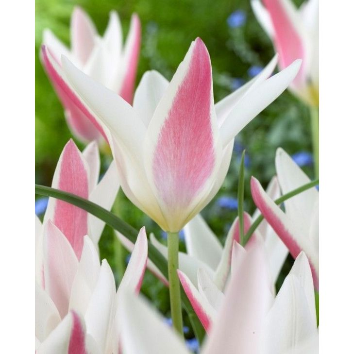 Tulip Clusiana Lady Jane Bulbs | Peter Nyssen | Buy Flower Bulbs and ...