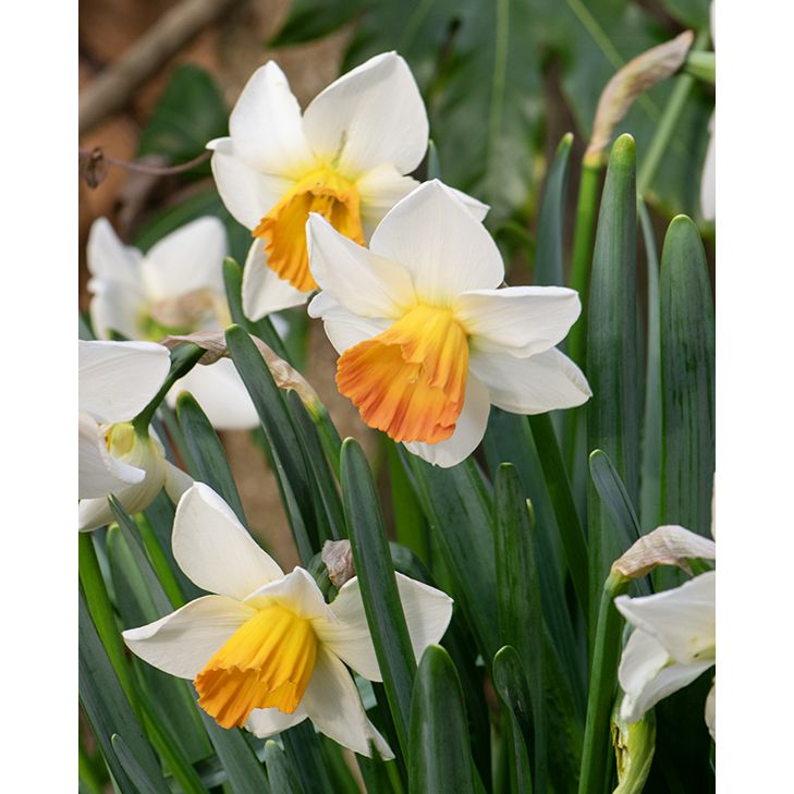 Narcissus Chromacolour from Peter Nyssen flower bulbs and plants