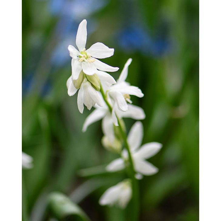 Scilla Siberica Alba Bulb | Peter Nyssen | Buy Flower Bulbs and Plants ...