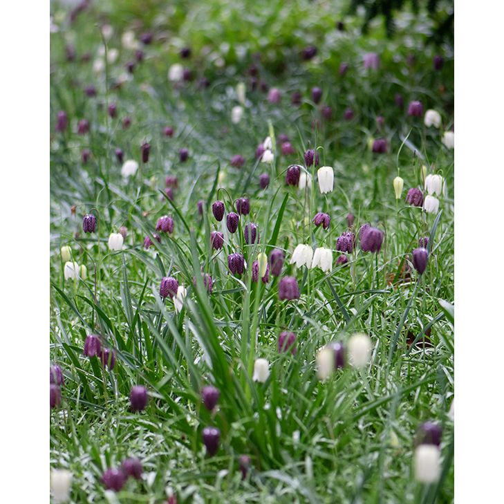 Fritillaria Meleagris (Snake's Head Fritillary) Bulbs | Peter Nyssen ...