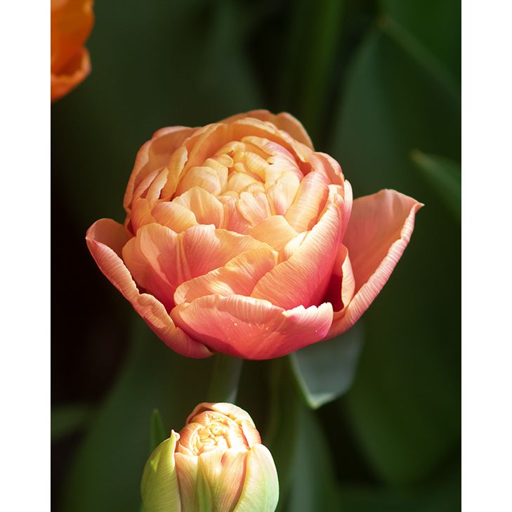 Tulip Copper Image Bulbs | Peter Nyssen | Buy Flower Bulbs and Plants ...