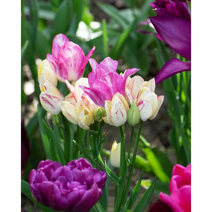 Tulip Dream Club Bulbs | Peter Nyssen | Buy Flower Bulbs and Plants Online