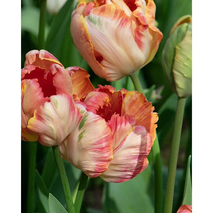Tulip Apricot Parrot Bulbs | Peter Nyssen | Buy Flower Bulbs and Plants Online