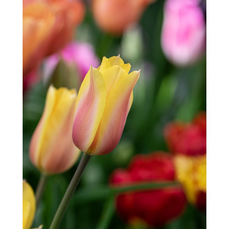 Tulip Blushing Lady Bulbs | Peter Nyssen | Buy Flower Bulbs and Plants ...