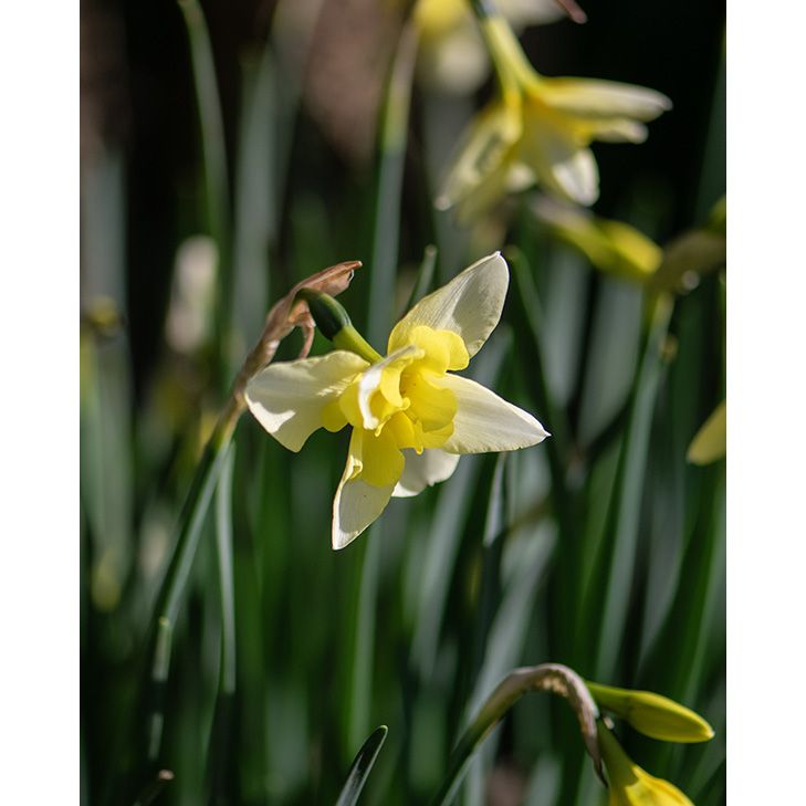 Narcissus Bella Estrella |Peter Nyssen flowerbulbs and plants online