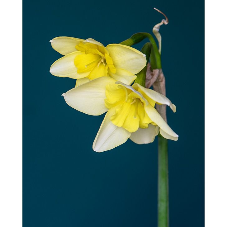 Narcissus Bella Estrella |Peter Nyssen flowerbulbs and plants online