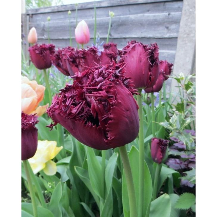 Tulip Labrador Bulb | Peter Nyssen | Buy Flower Bulbs and Plants Online