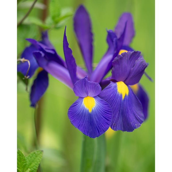 Dutch Iris Blue Magic Bulbs | Peter Nyssen | Buy Flower Bulbs and ...