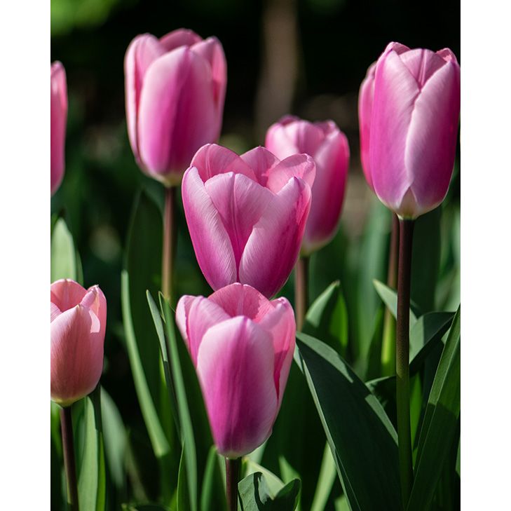 Tulip Algarve from Peter Nyssen flower bulbs and plants