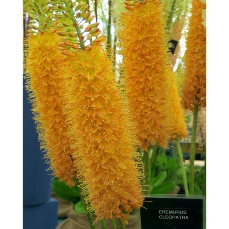 Eremurus Cleopatra
