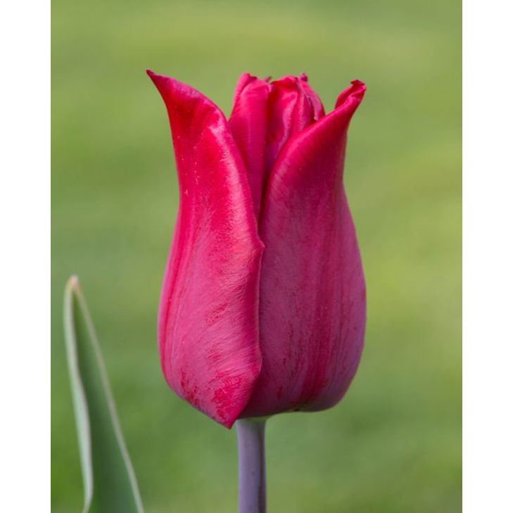 Tulip Lasting Love Bulb | Peter Nyssen | Buy Flower Bulbs and Plants Online