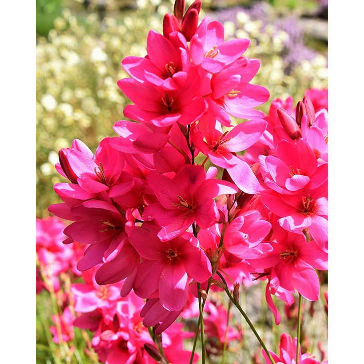 Ixia Mabel. Preisgekrönter Blumenzwiebel- und Pflanzenlieferant Peter ...