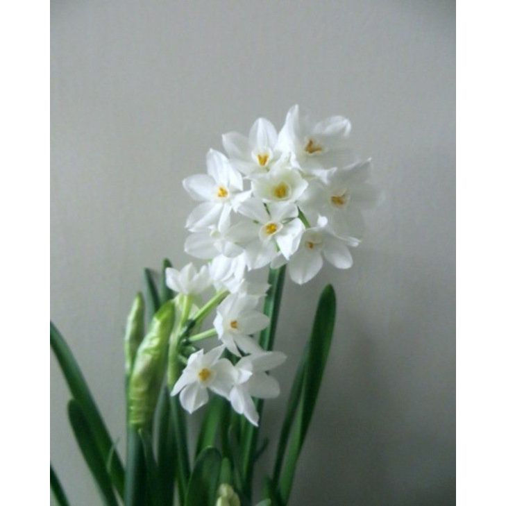 Indoor Flowering Narcissus Paperwhite Ziva (Christmas Flowering) Bulb ...