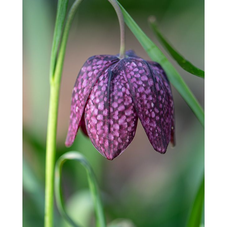 Fritillaria Meleagris (Snake's Head Fritillary) Bulbs | Peter Nyssen ...