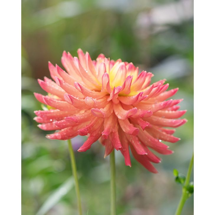 Dahlia Felida Solar Flare