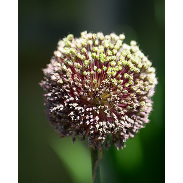 Allium Amethystinum Forelock. Alliums online.